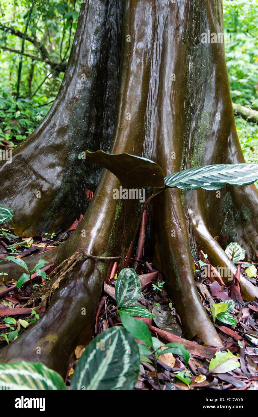 Capirona calycophyllum spruceanum hi-res stock photography and images ...