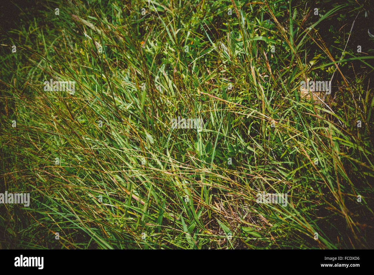 Close up shot of grass hi-res stock photography and images - Alamy