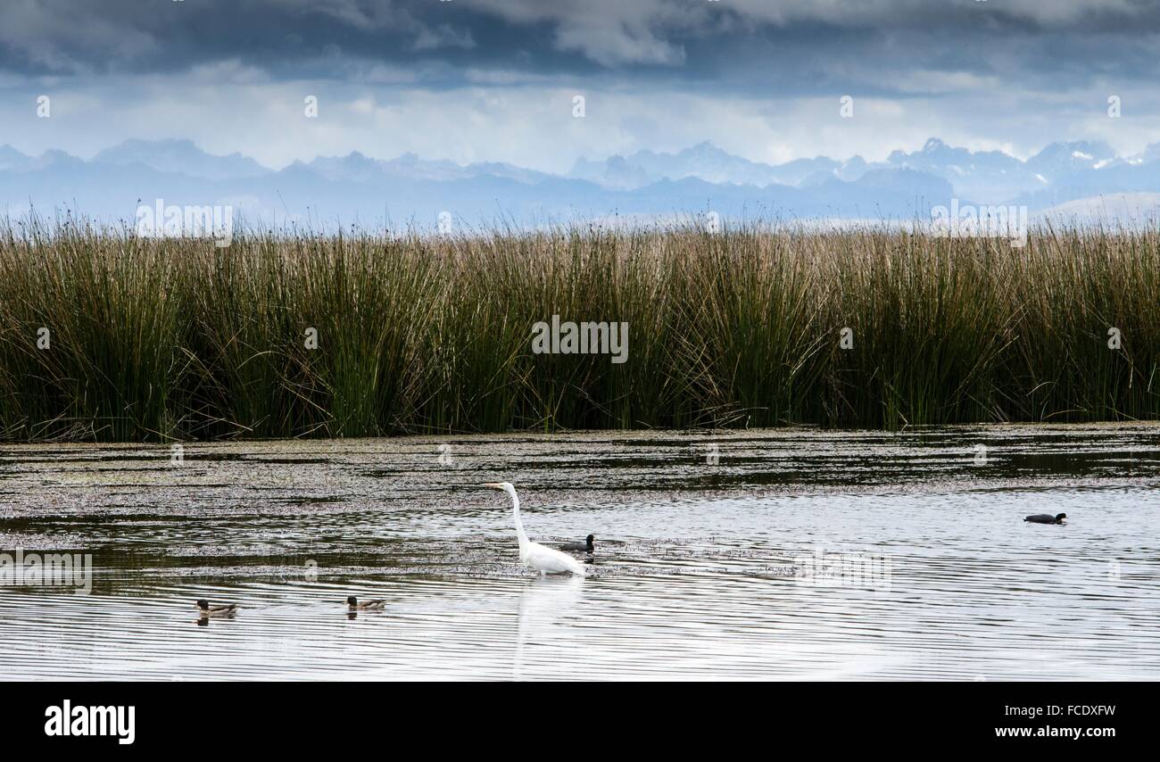 Lake junin peru hi-res stock photography and images - Alamy