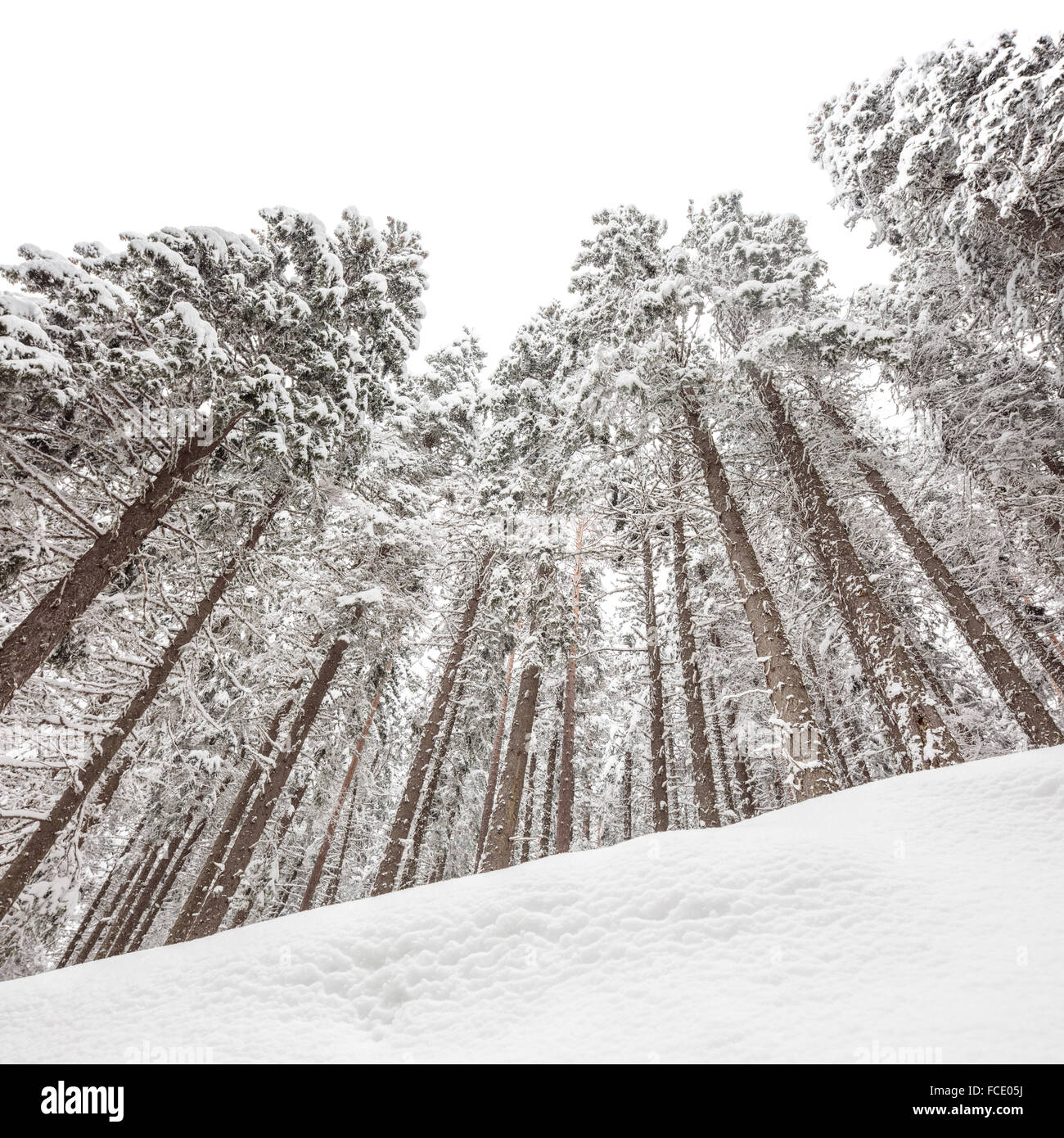 Low angle shot snow covered hi-res stock photography and images - Alamy