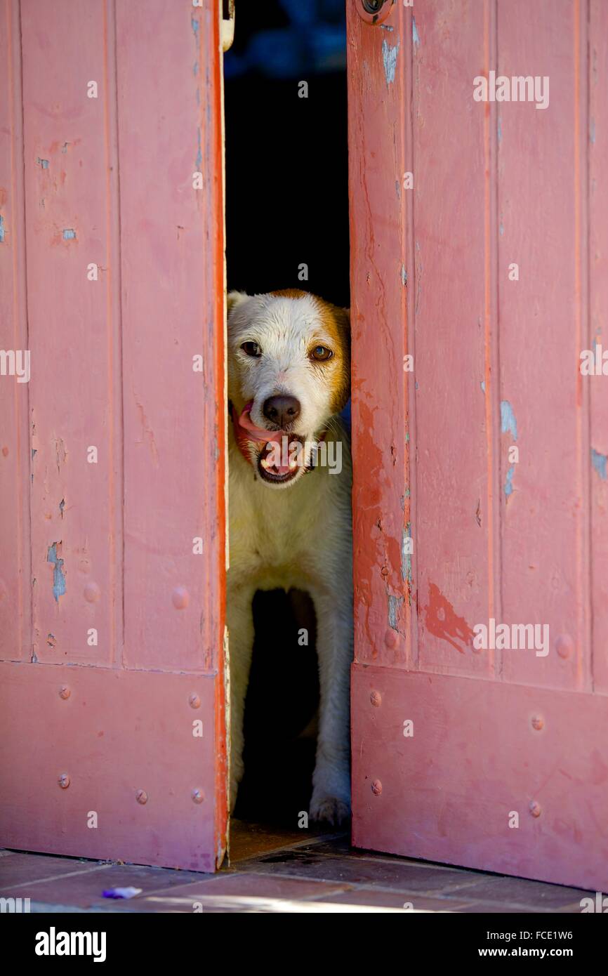 Dog behing the door entrance Stock Photo - Alamy