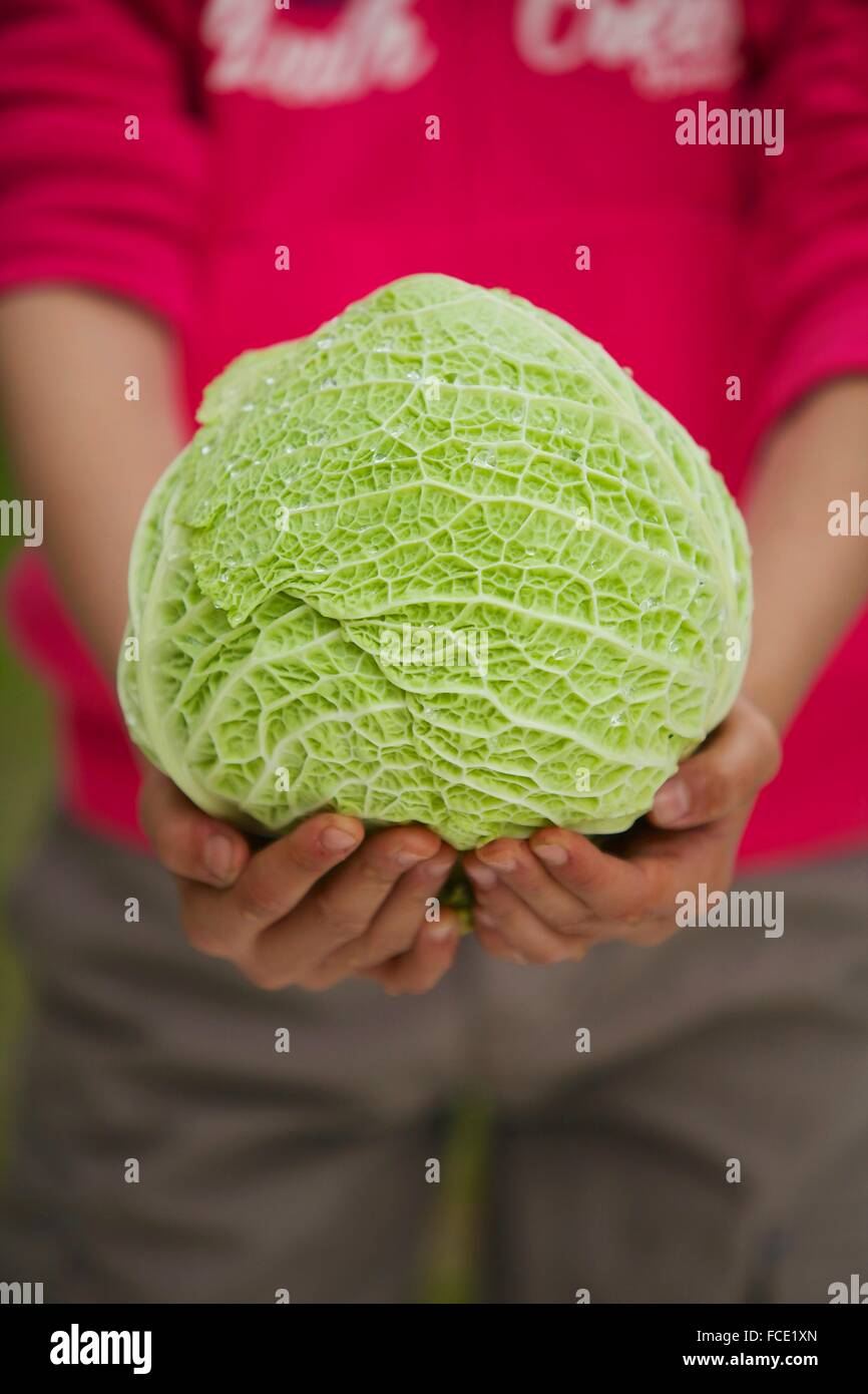 Cabbage in child's hands Stock Photo - Alamy