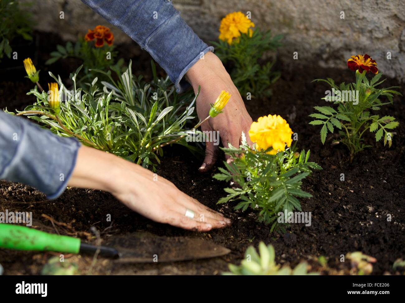 Woman's hands gardening Stock Photo - Alamy