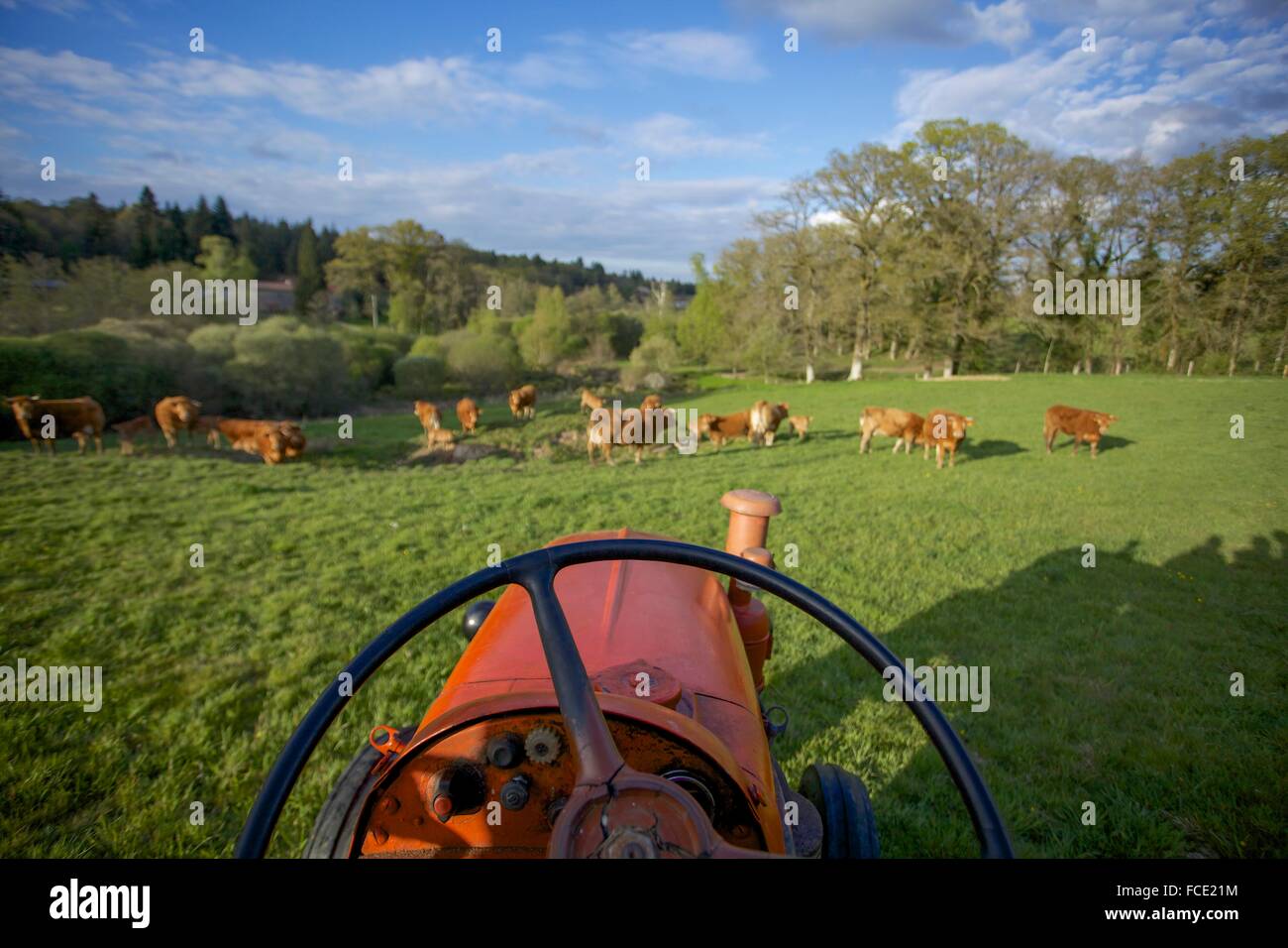 Steering wheel of a tractor with cows in the background Stock Photo - Alamy