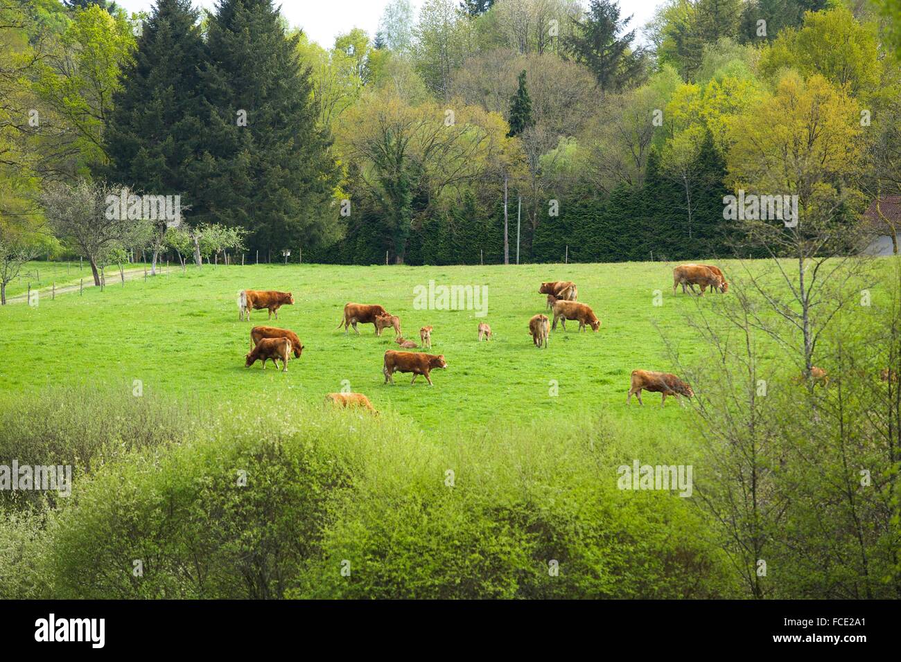 French countryside with cows Stock Photo - Alamy