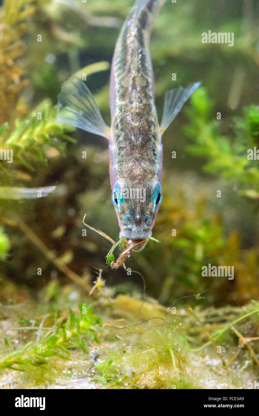 Stickleback Fish In Freshwater And Saltwater