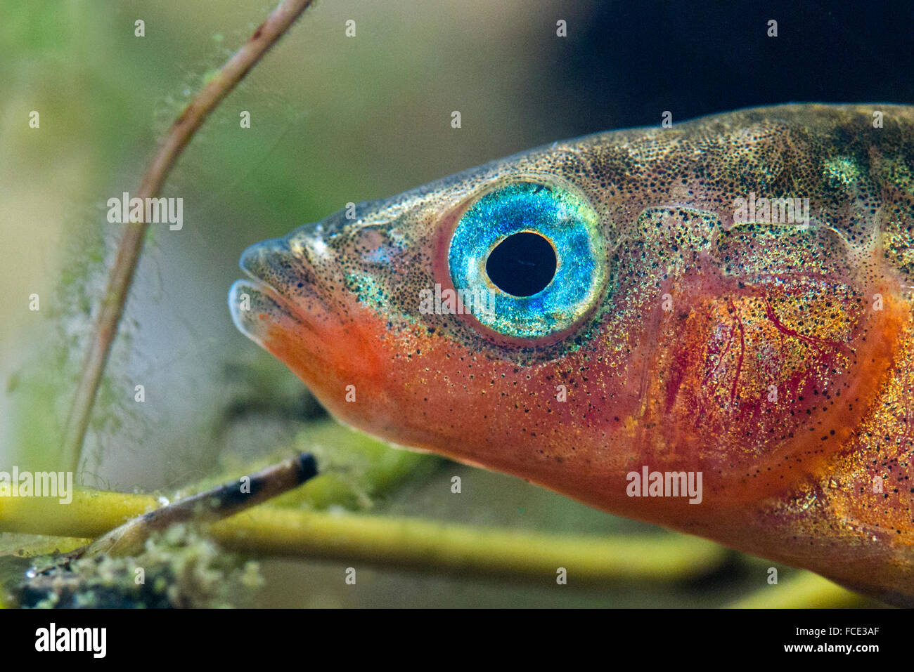Male three spined stickleback hi-res stock photography and images - Alamy