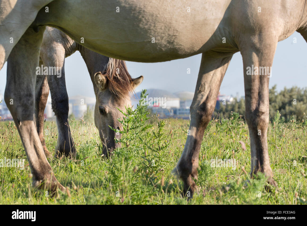 Netherlands, Rotterdam, Port of Rotterdam. Nature reserve in port ...