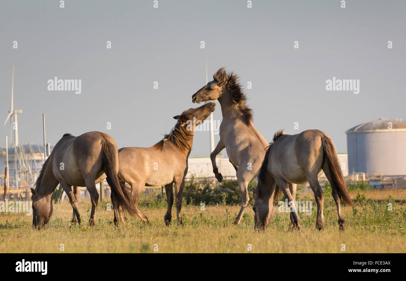 Netherlands, Rotterdam, Port of Rotterdam. Nature reserve in port ...