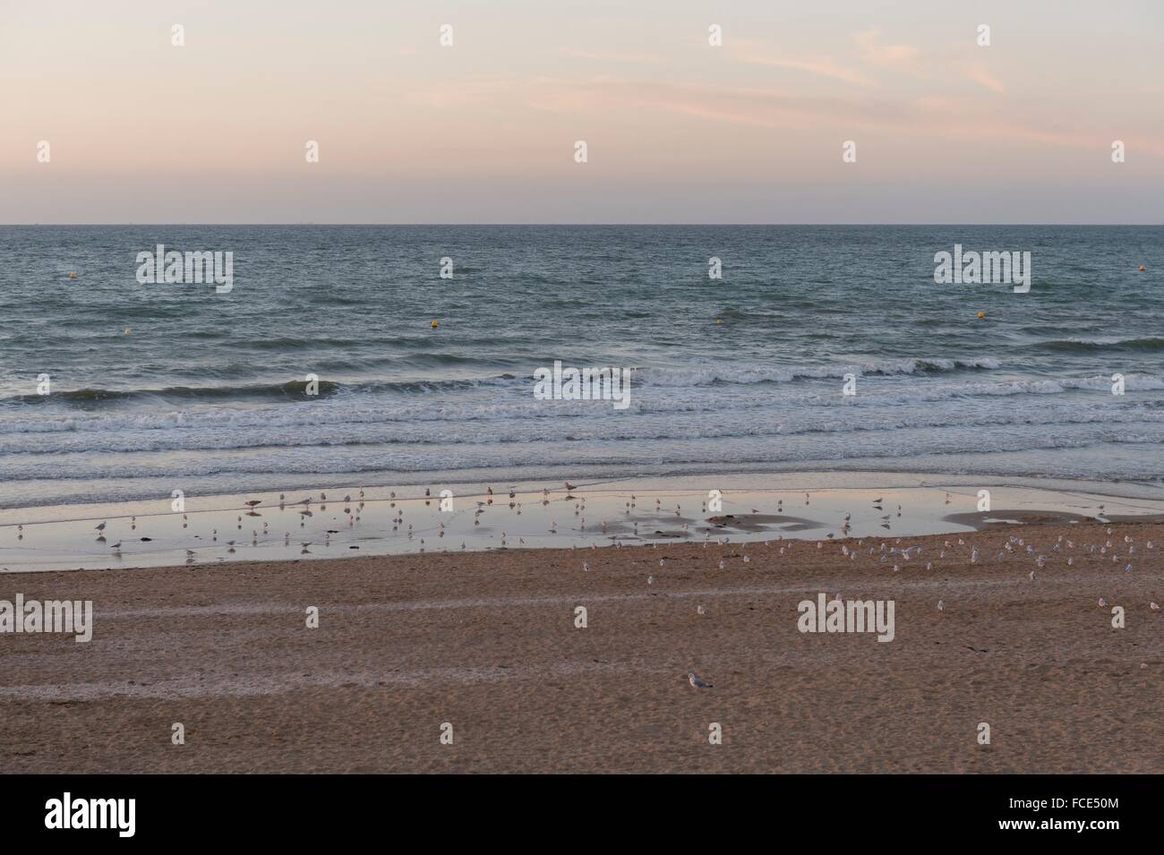 France, Normandy, birds on the beach at sunset Stock Photo - Alamy