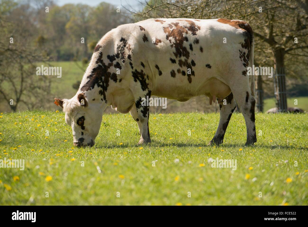 France, Normandy, cow in a meadow Stock Photo - Alamy