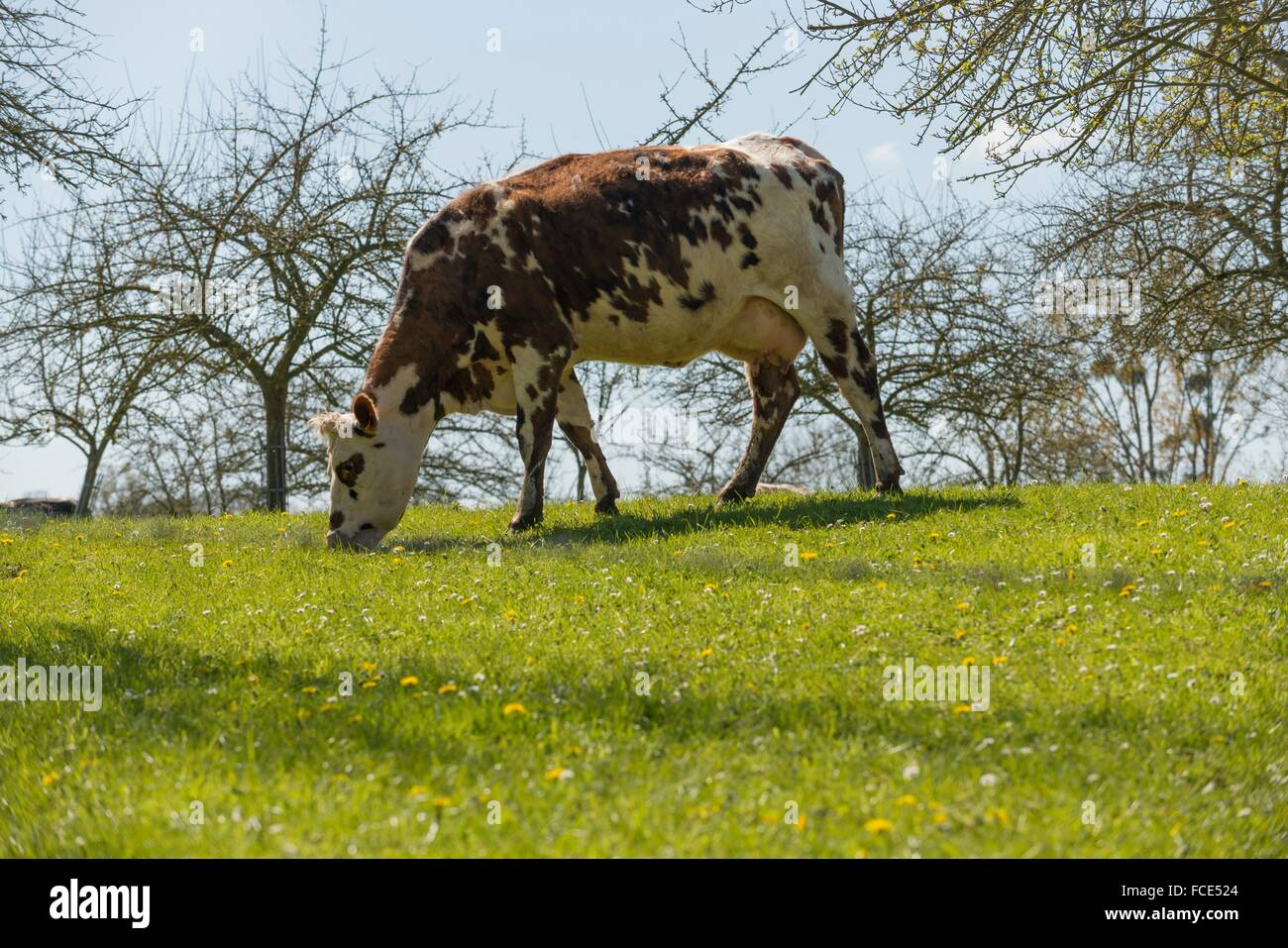 France, Normandy, cow in a meadow Stock Photo - Alamy
