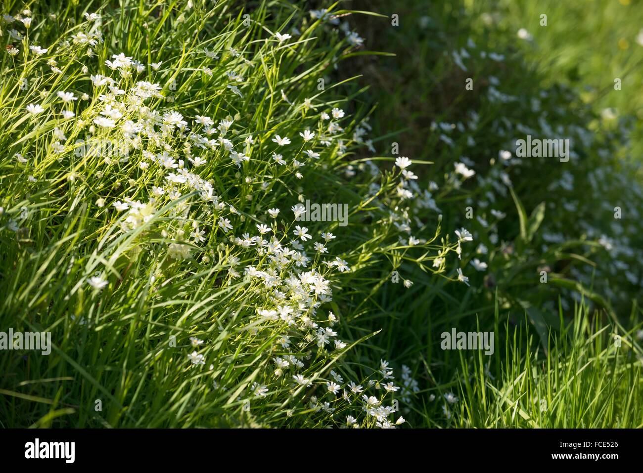 Normandie France Flowers High Resolution Stock Photography and Images ...