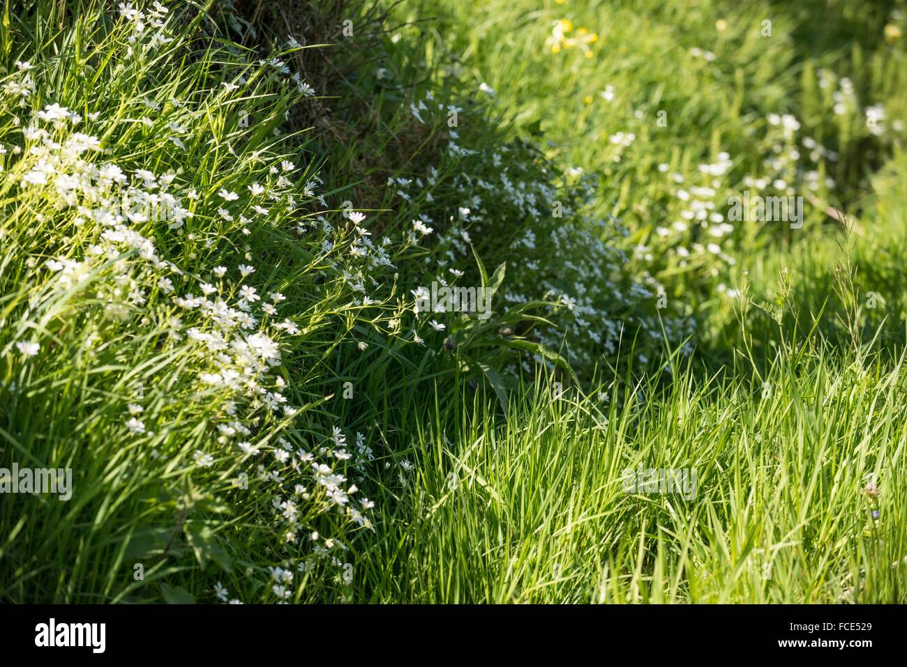 France, Normandy, fresh grass and flowers in a meadow Stock Photo - Alamy