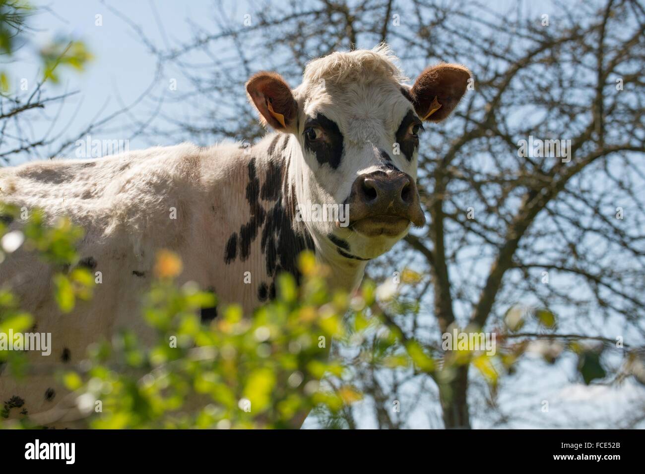 Normandy cow hi-res stock photography and images - Alamy