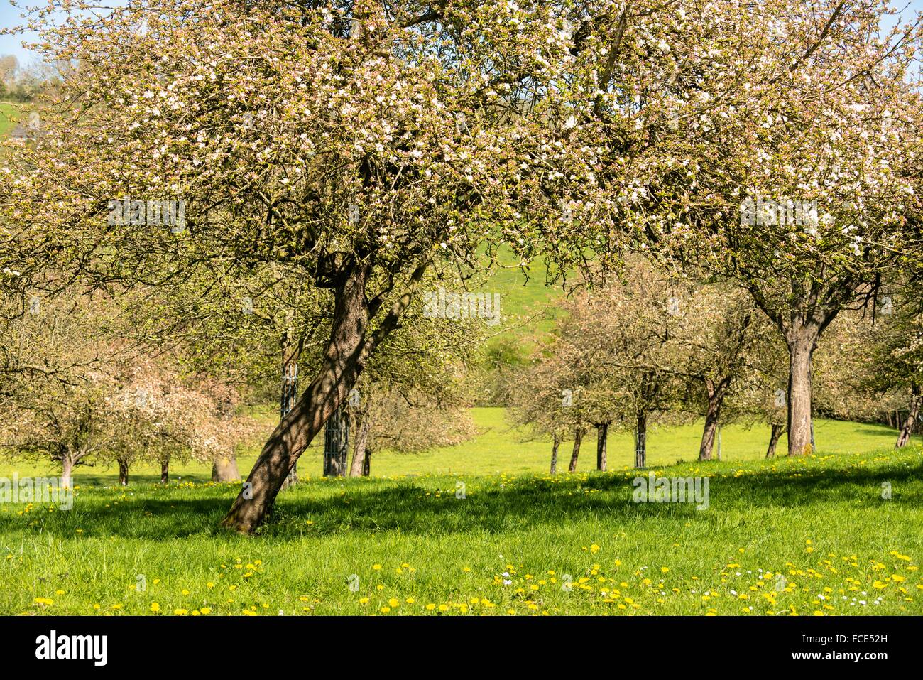 France, Normandy, apple trees in blossom Stock Photo - Alamy