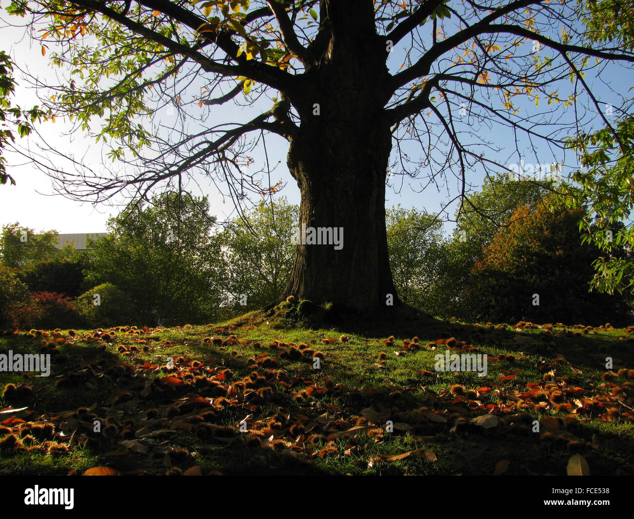 Trees In Park Stock Photo - Alamy
