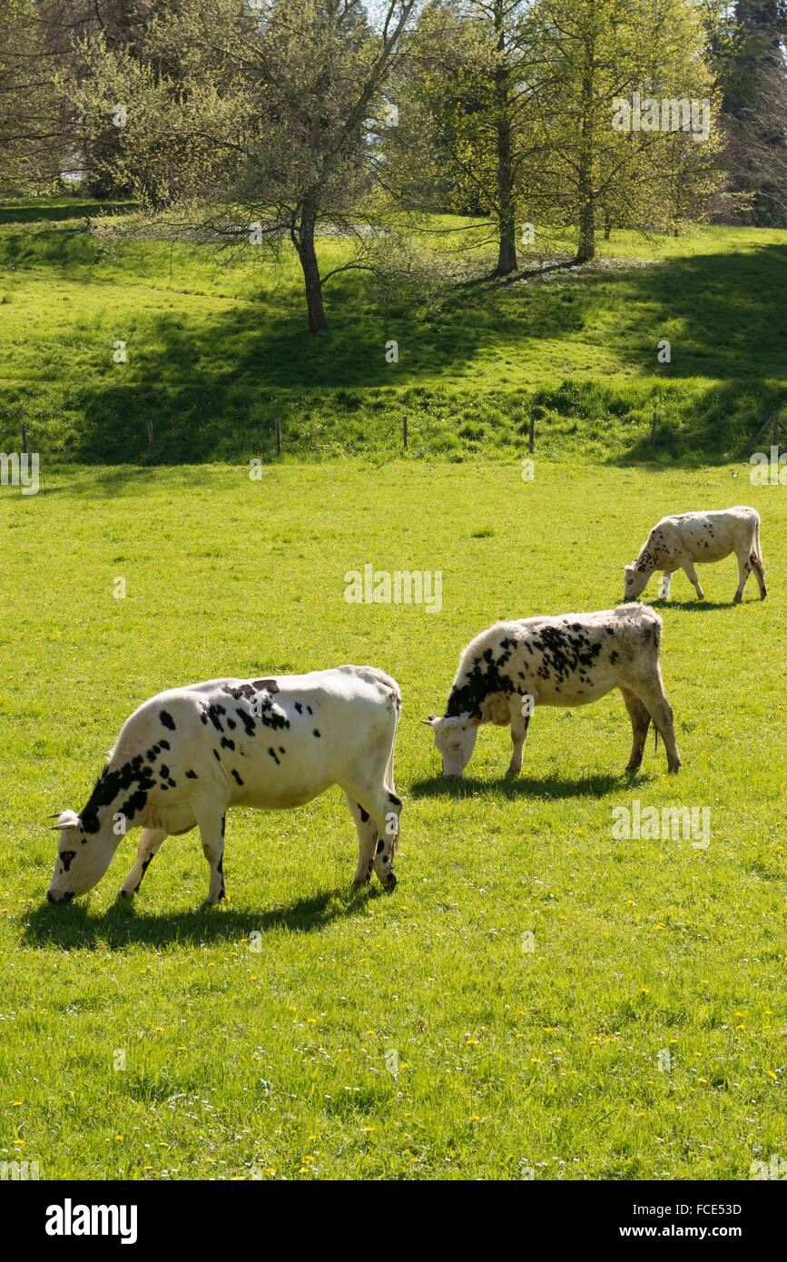 France, Normandy, herd of calves in a meadow Stock Photo - Alamy