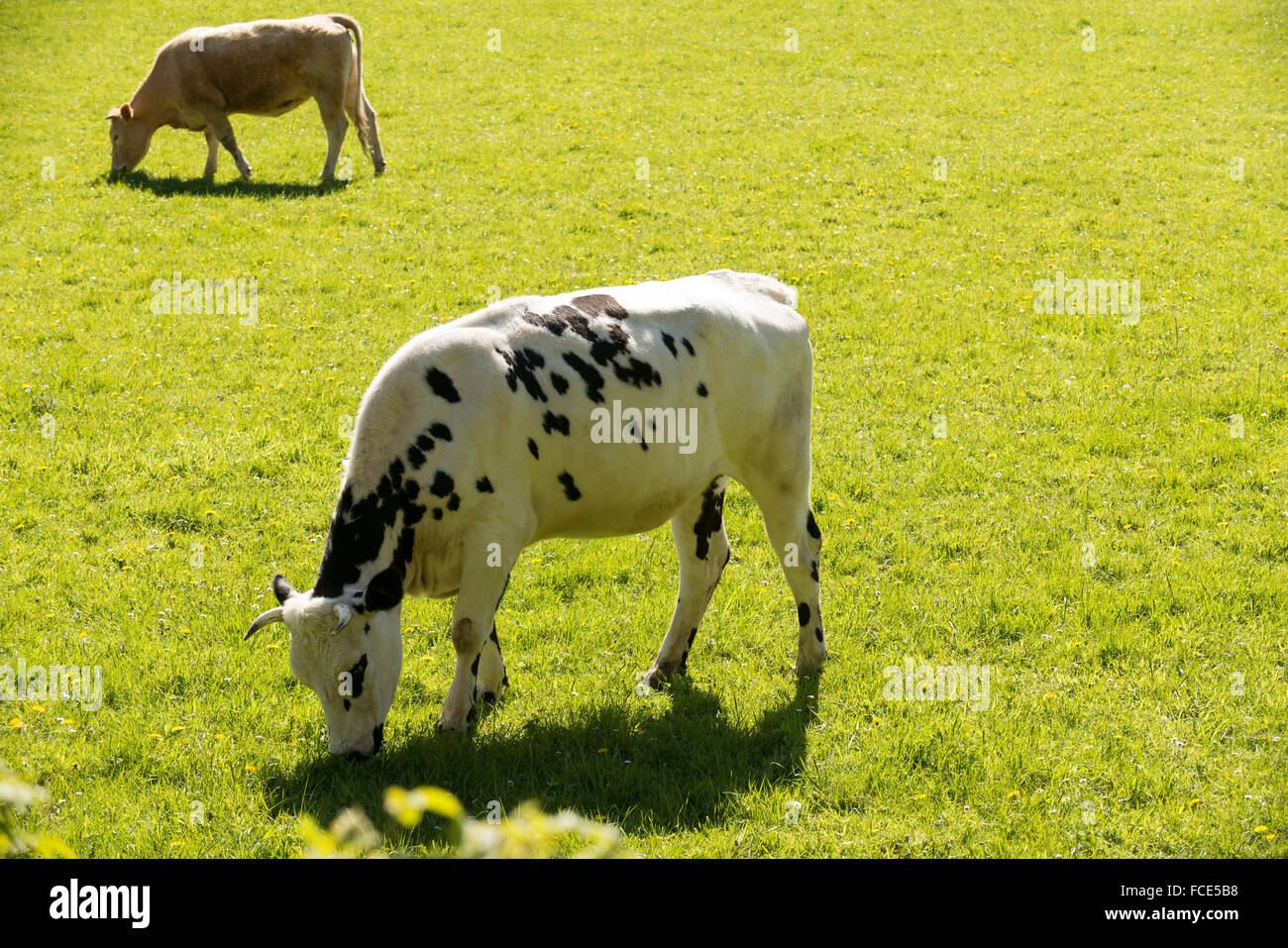 Normandy Calf High Resolution Stock Photography and Images - Alamy