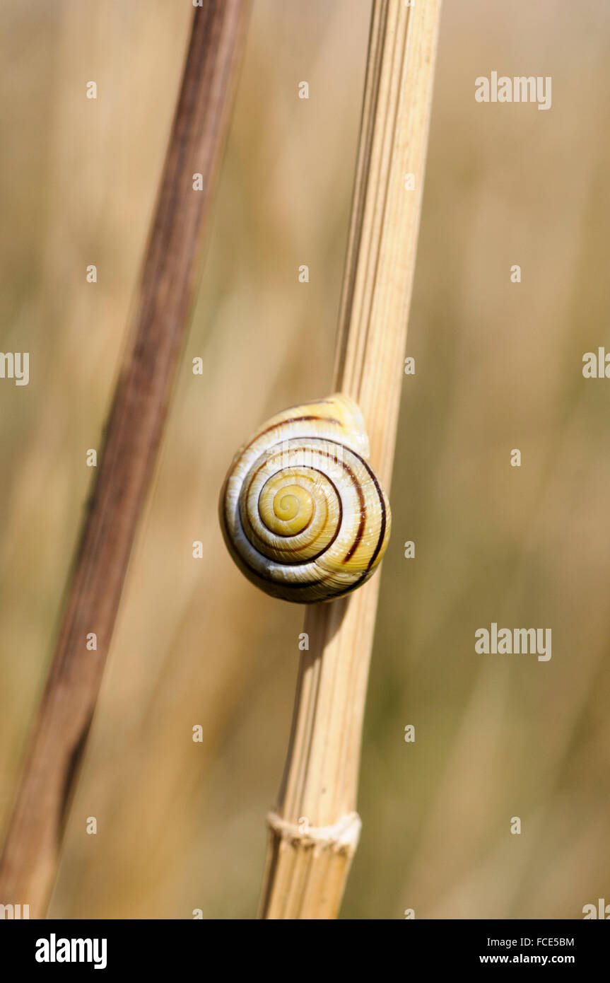 Uk white lipped snail hi-res stock photography and images - Alamy
