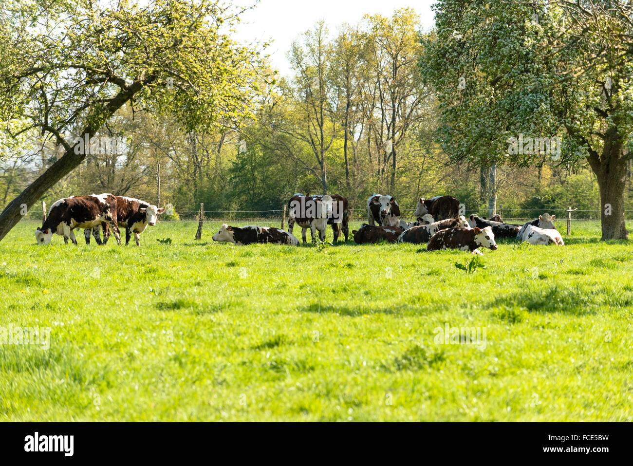 France, Normandy, herd of calves in a meadow Stock Photo - Alamy
