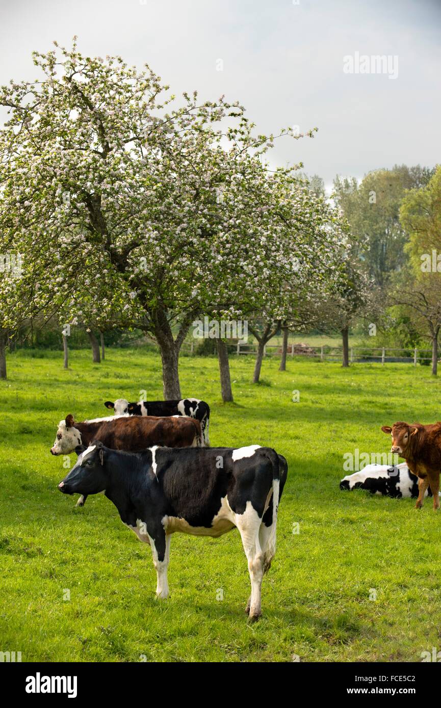 Normandy cow with calf hi-res stock photography and images - Alamy