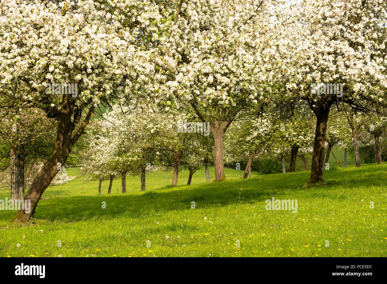 France, Normandy, apple trees in blossom in the countryside Stock Photo ...