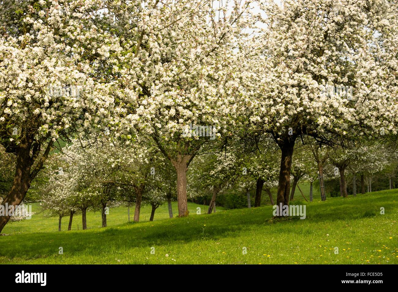 France, Normandy, apple trees in blossom in the countryside Stock Photo ...