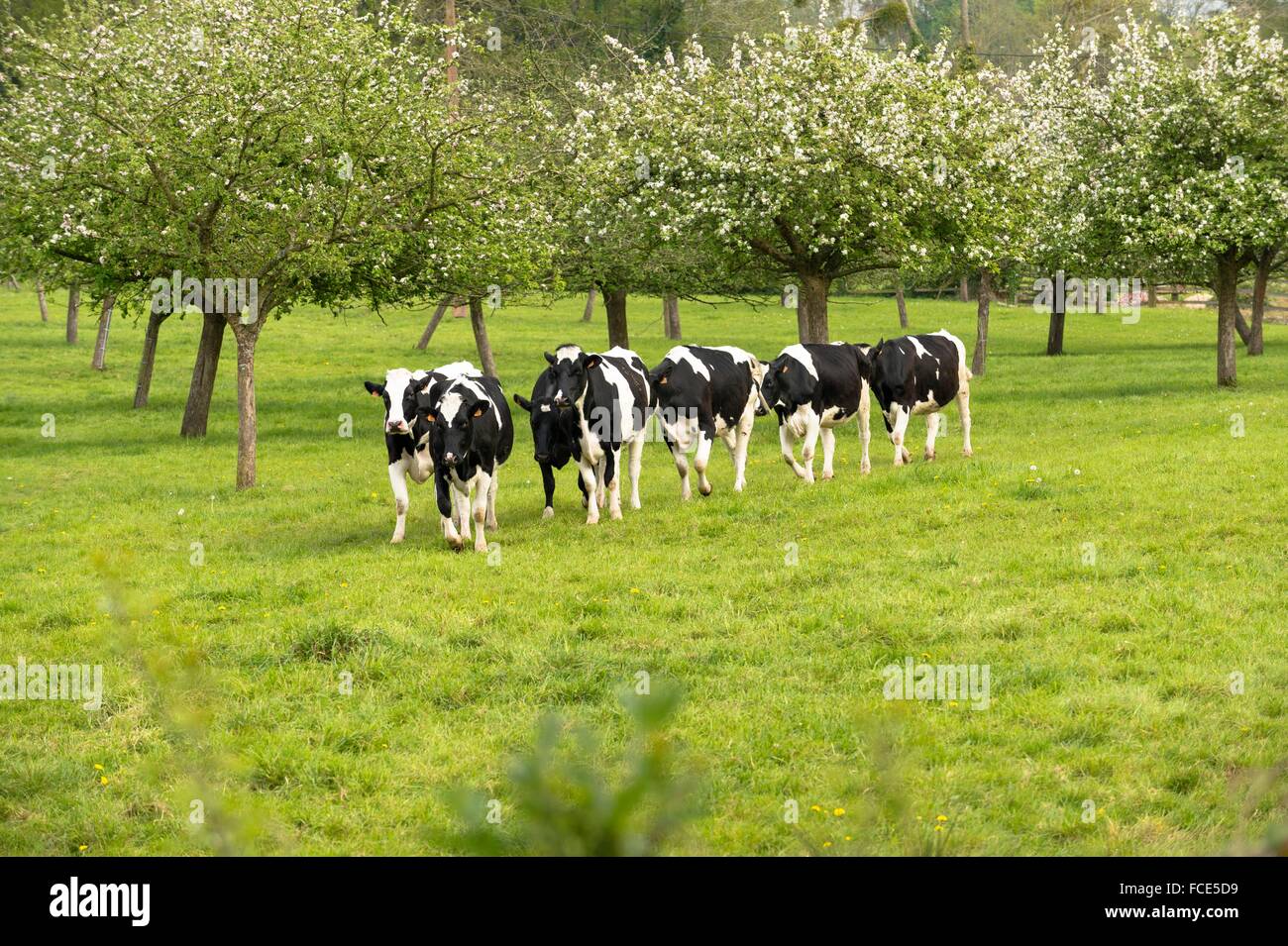Normandy Calf High Resolution Stock Photography and Images - Alamy