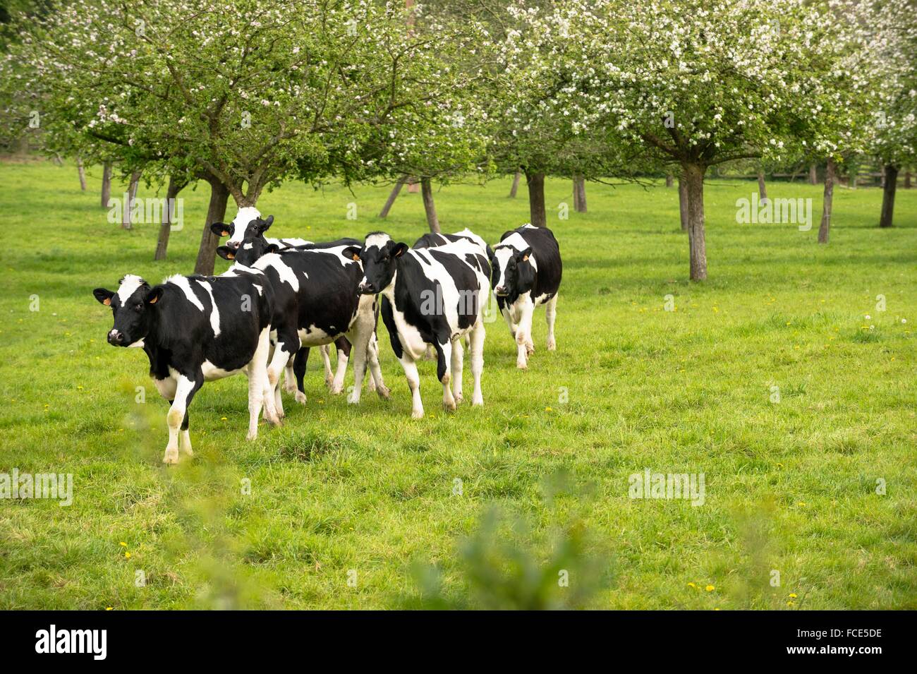 Normandy Calf High Resolution Stock Photography and Images - Alamy