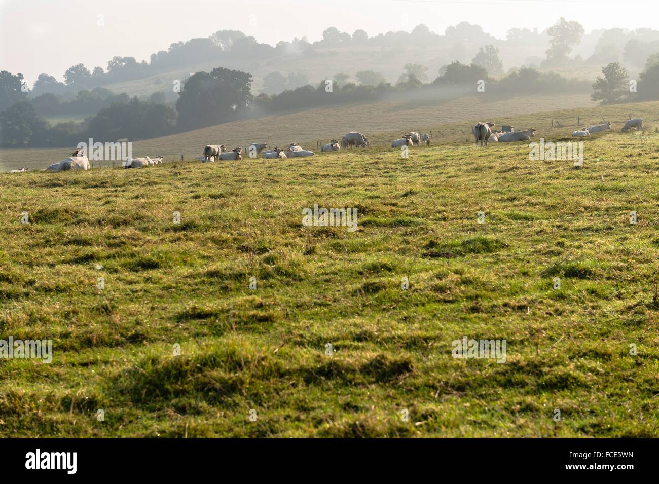 Normandie cows hi-res stock photography and images - Alamy