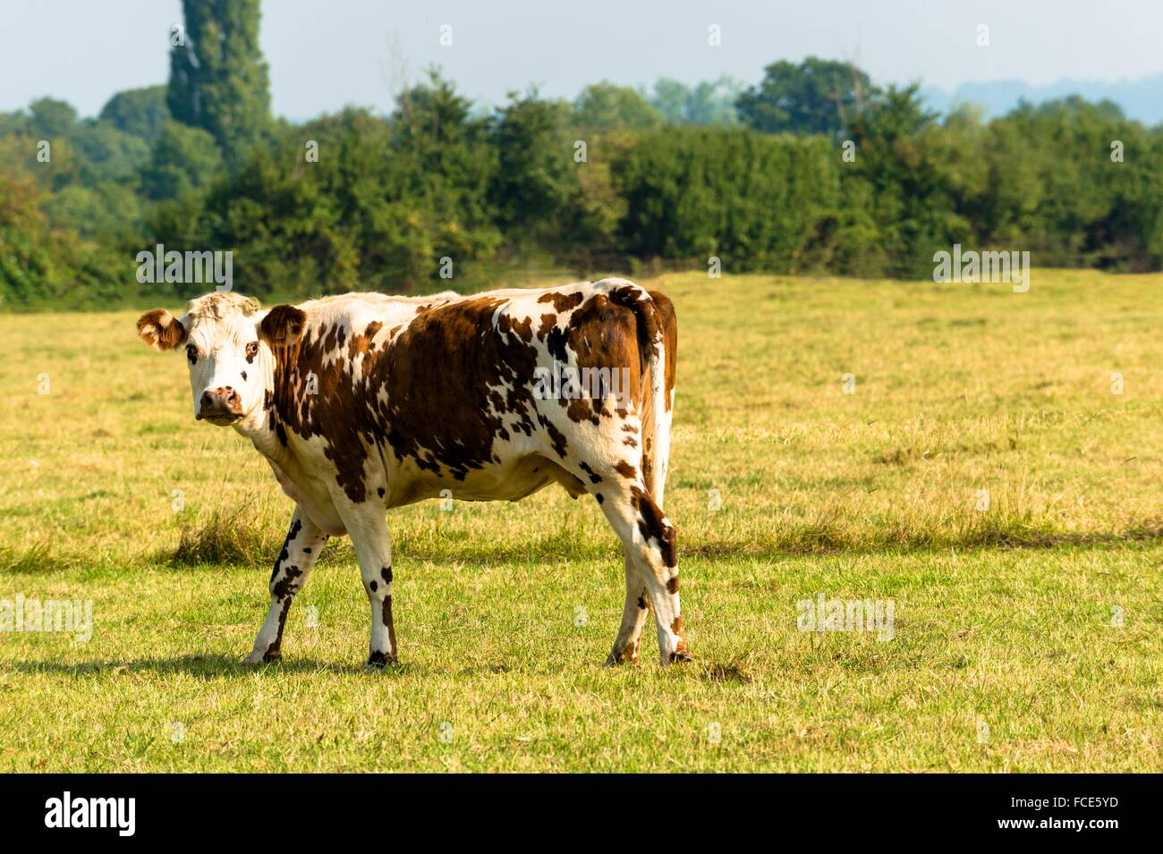 Normandy cow hi-res stock photography and images - Alamy