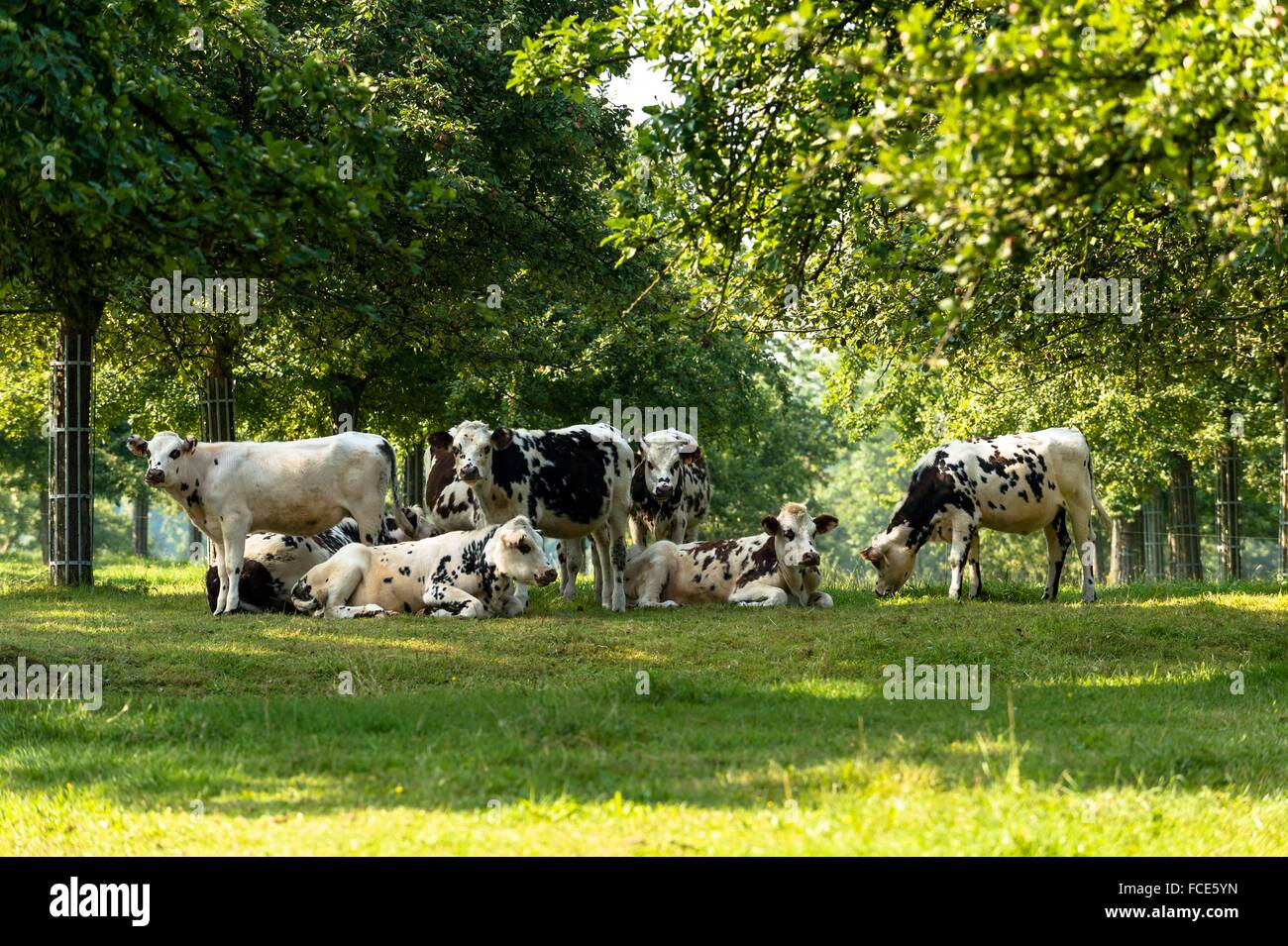 Normandy cow with calf hi-res stock photography and images - Alamy