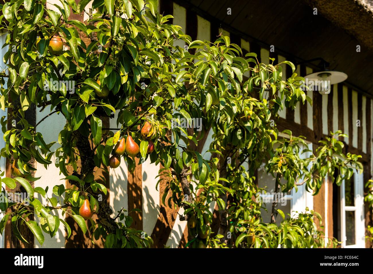 Pear tree cottage hi-res stock photography and images - Alamy