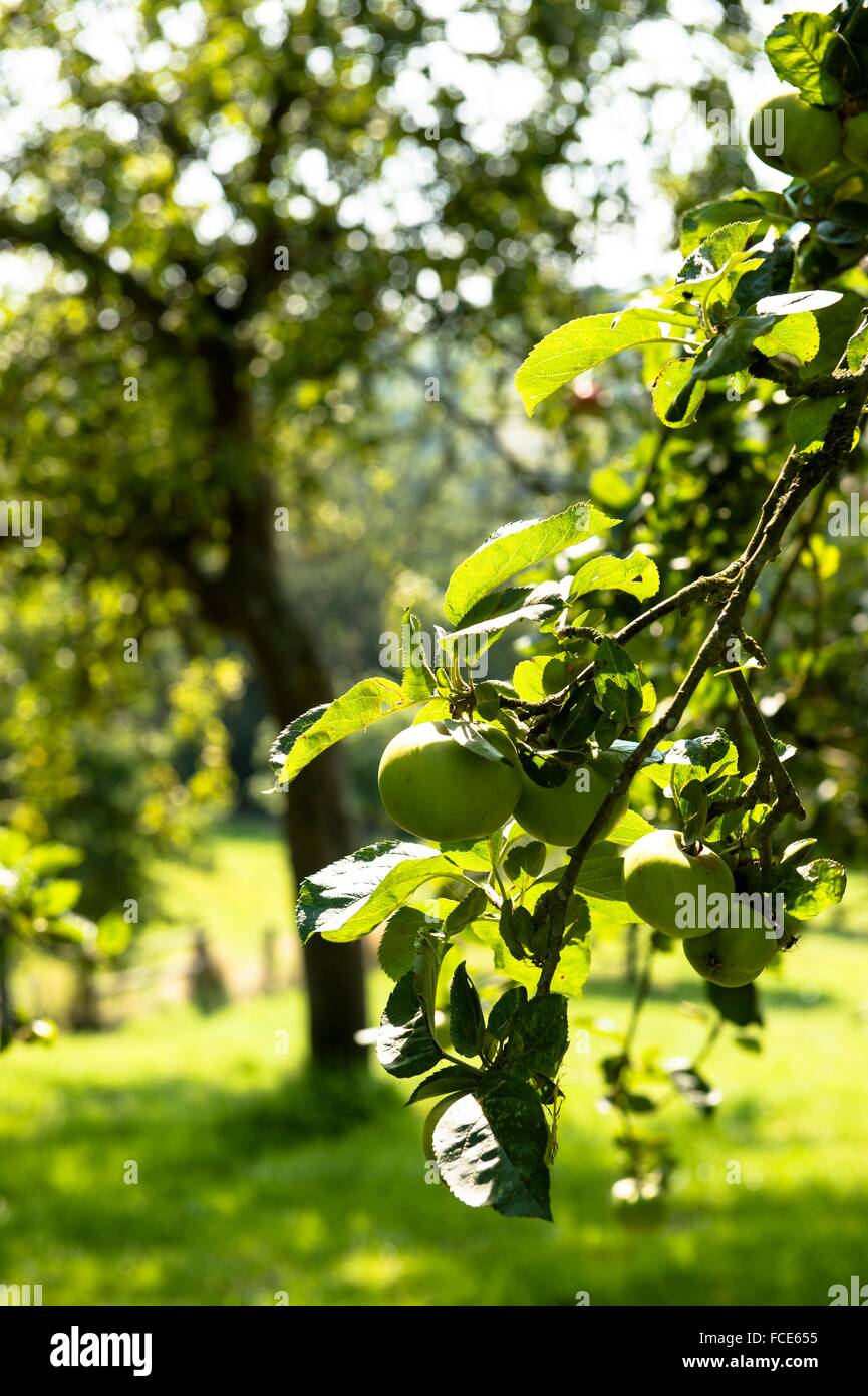 France, Normandy, apple trees in a countryside garden Stock Photo - Alamy