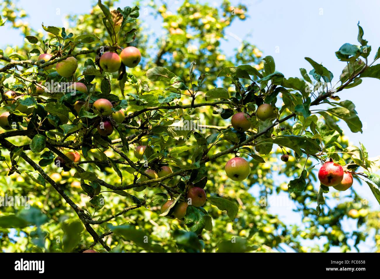 Apple Orchard Normandy High Resolution Stock Photography and Images - Alamy
