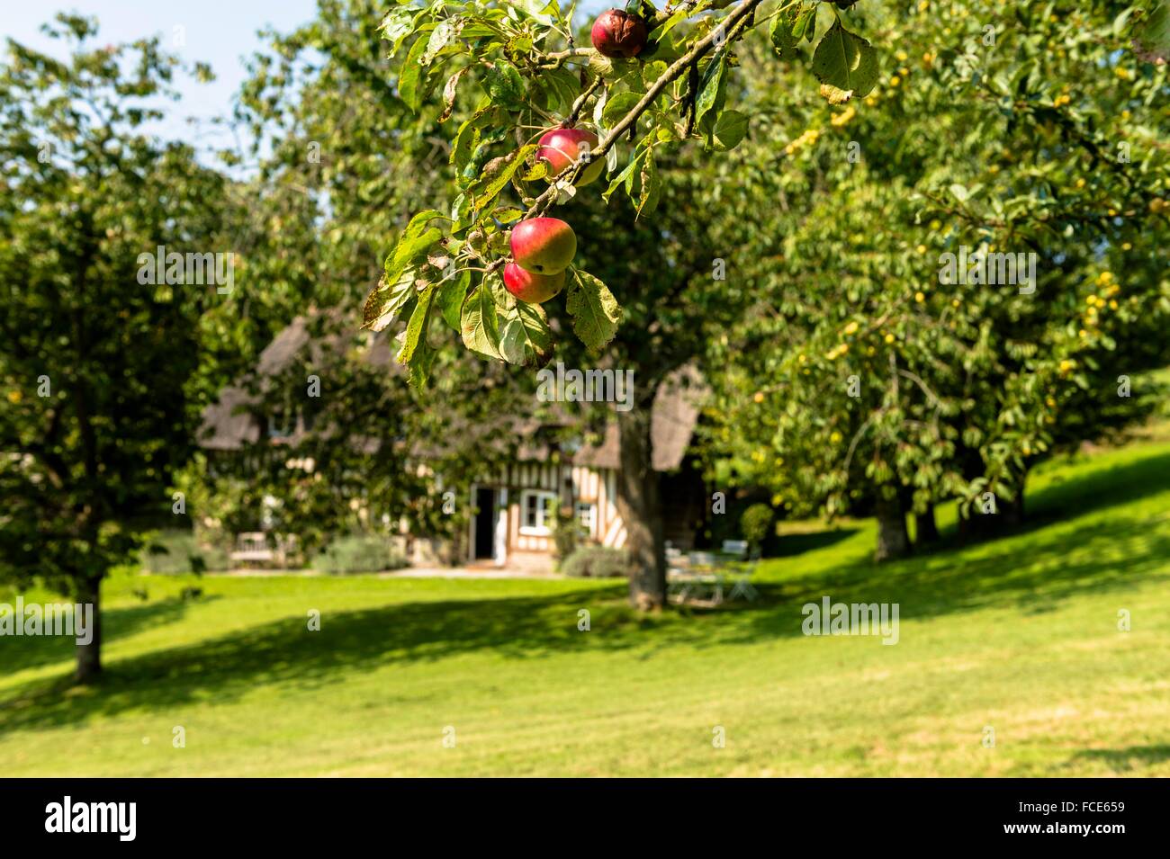 France, Normandy, red apples on an apple tree branch, old cottage in ...