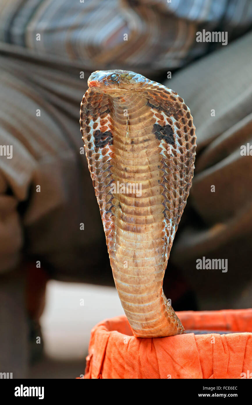 Indian cobra snake hi-res stock photography and images - Alamy