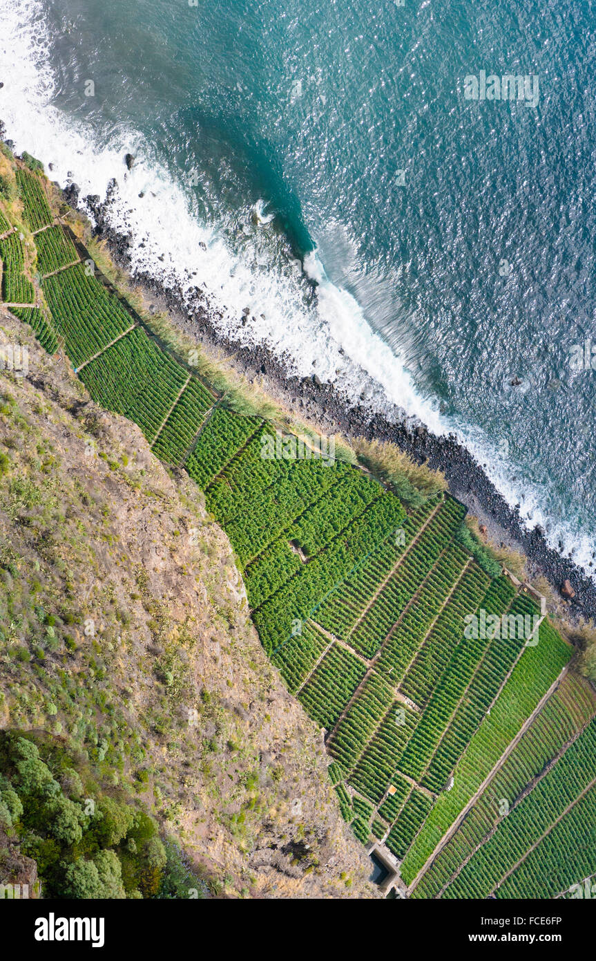 Aerial view of crops growing in Madeiran terraces, Fajãs do Cabo Girão ...