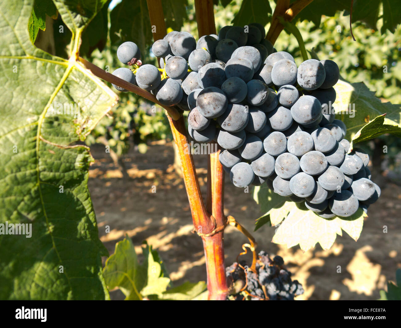 Red grapes on grapevine just before harvesting . La Rioja is both a ...