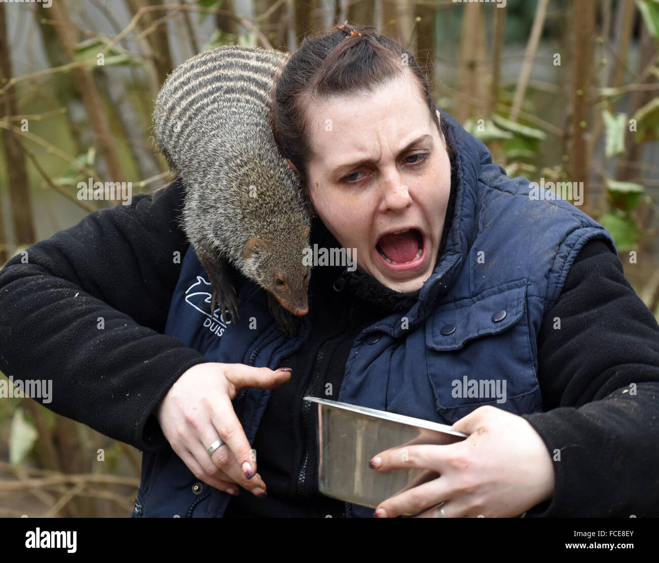 Duisburg, Germany. 21st Jan, 2016. Animal carer Sabine Neubauer ...