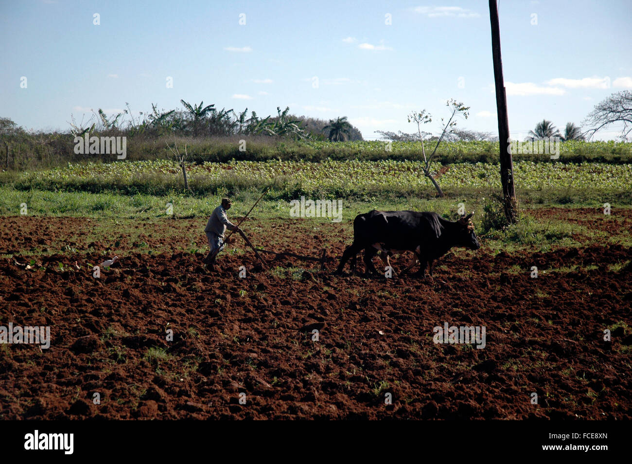 Man plowing with a bull Stock Photo - Alamy