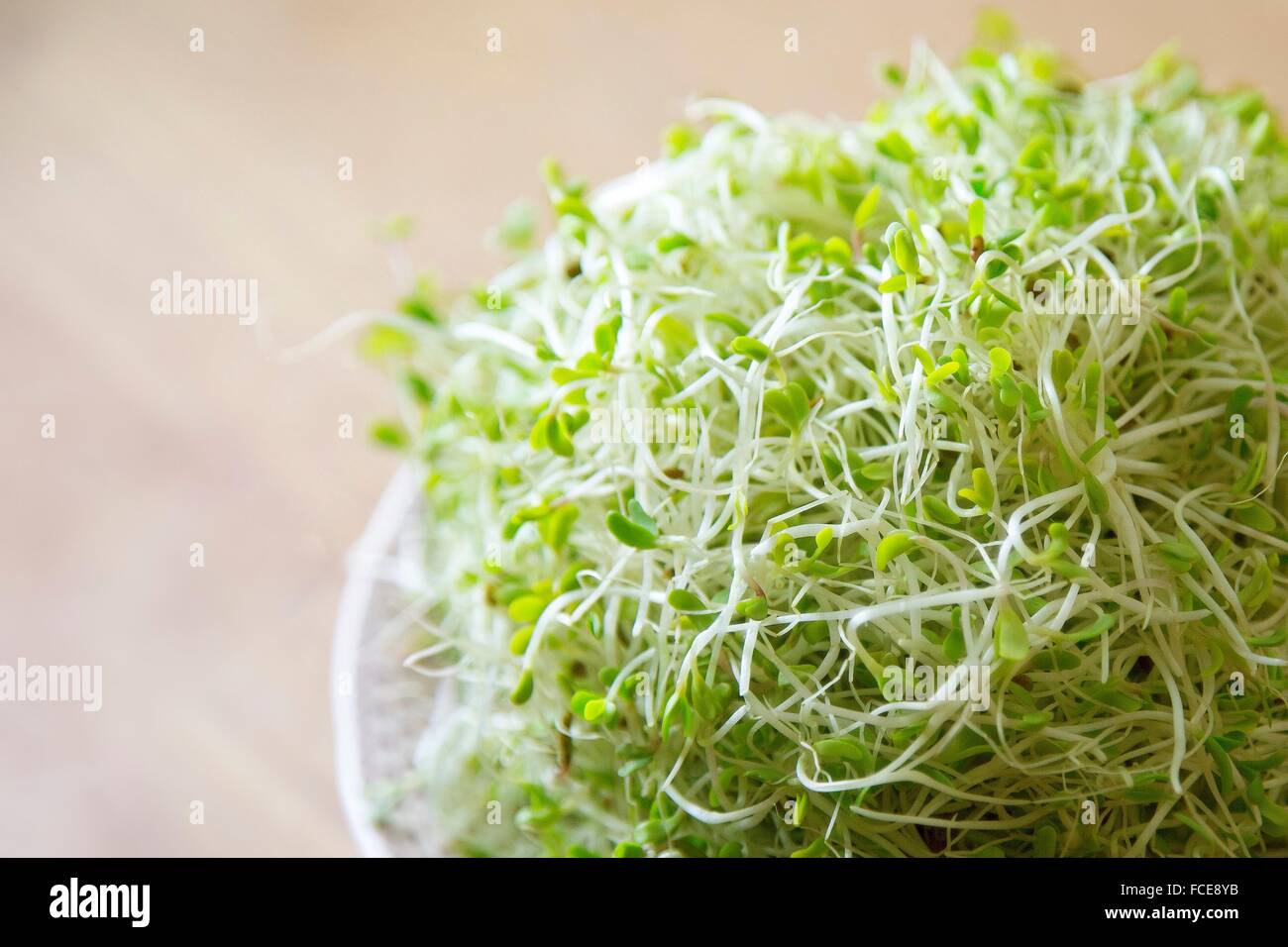 Alfafa seeds hi-res stock photography and images - Alamy