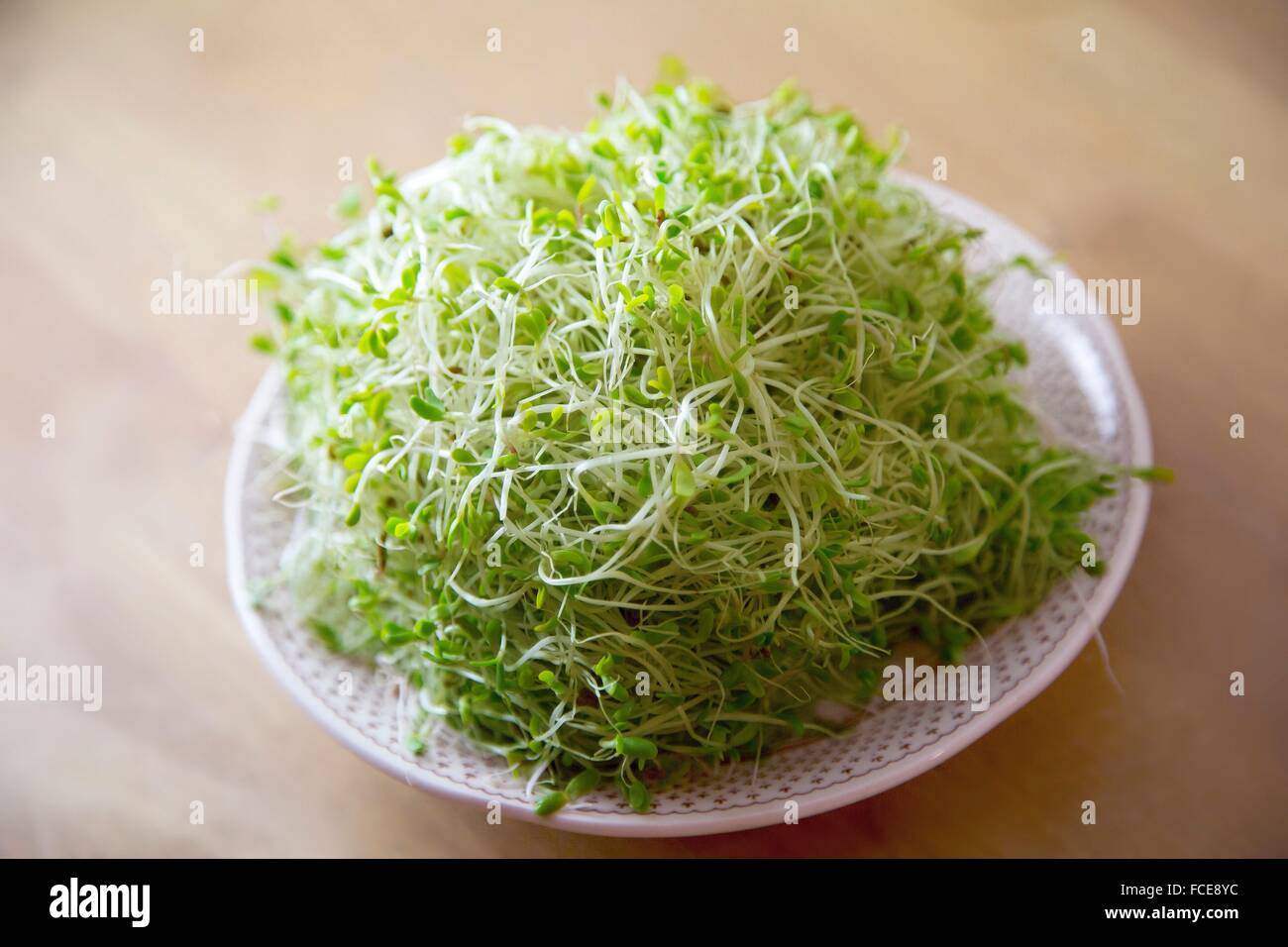 Alfafa seeds hi-res stock photography and images - Alamy