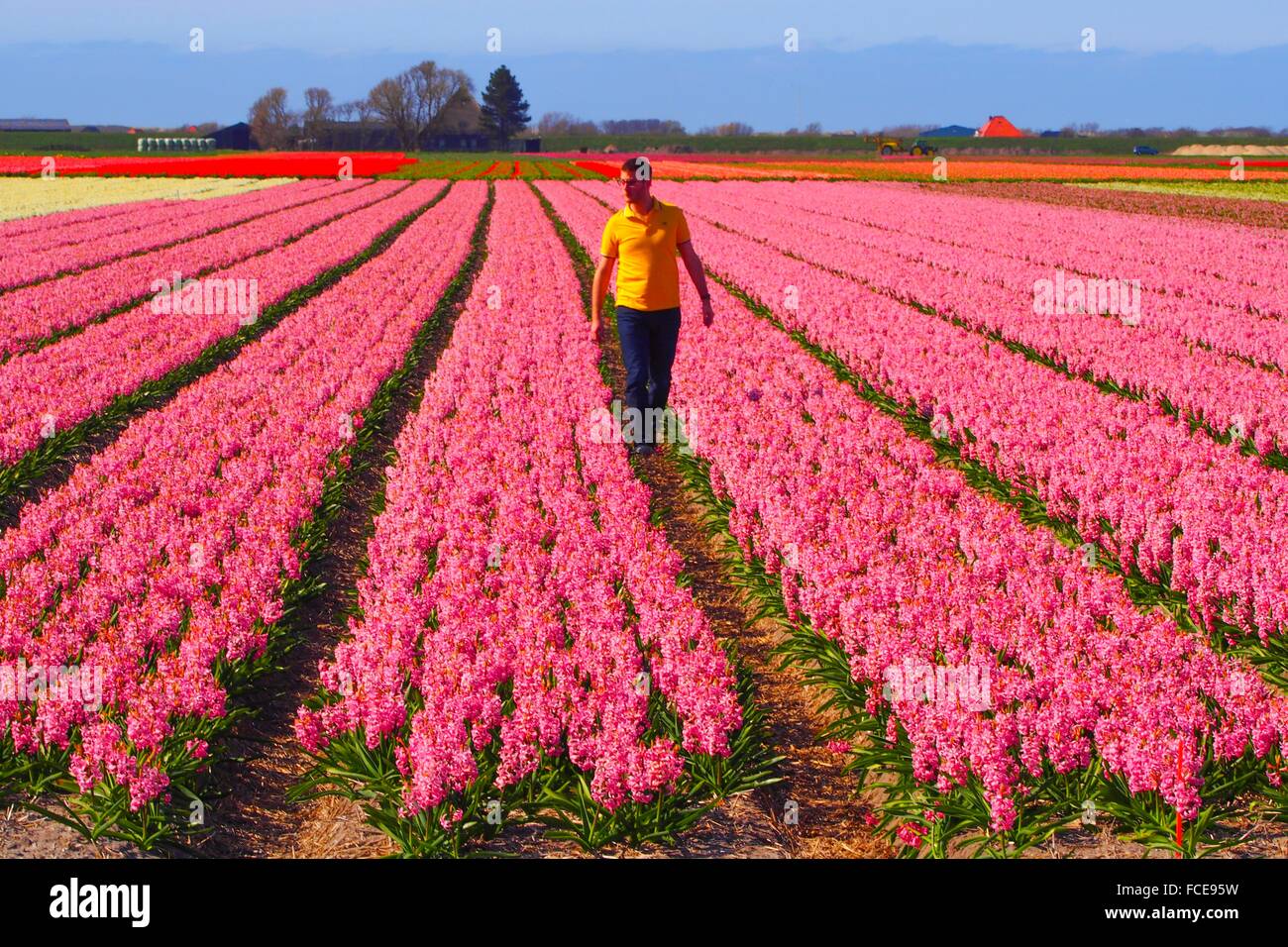 Holland- spring at Schagen, north of Alkmaar..Hyacinth (plant ...