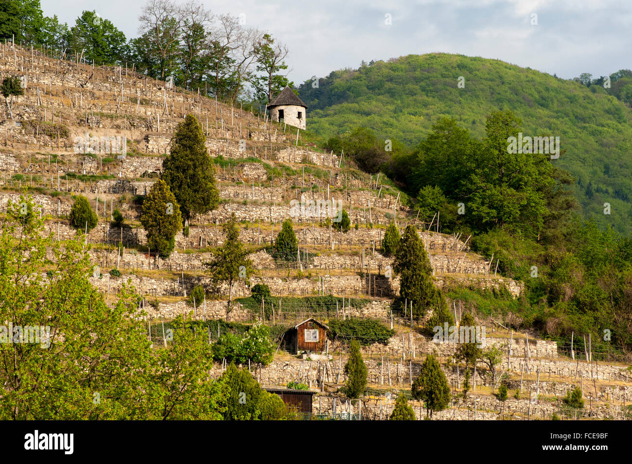 Vineyard terraces, Spitz, Danube, UNESCO World Heritage Site The Wachau ...