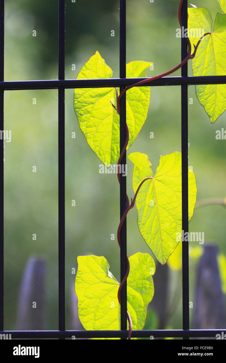 Plant Stock Photo - Alamy