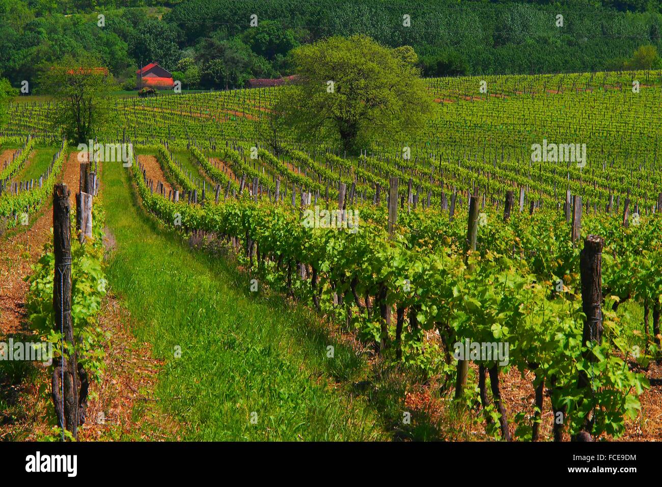 Gascony vineyard hi-res stock photography and images - Alamy