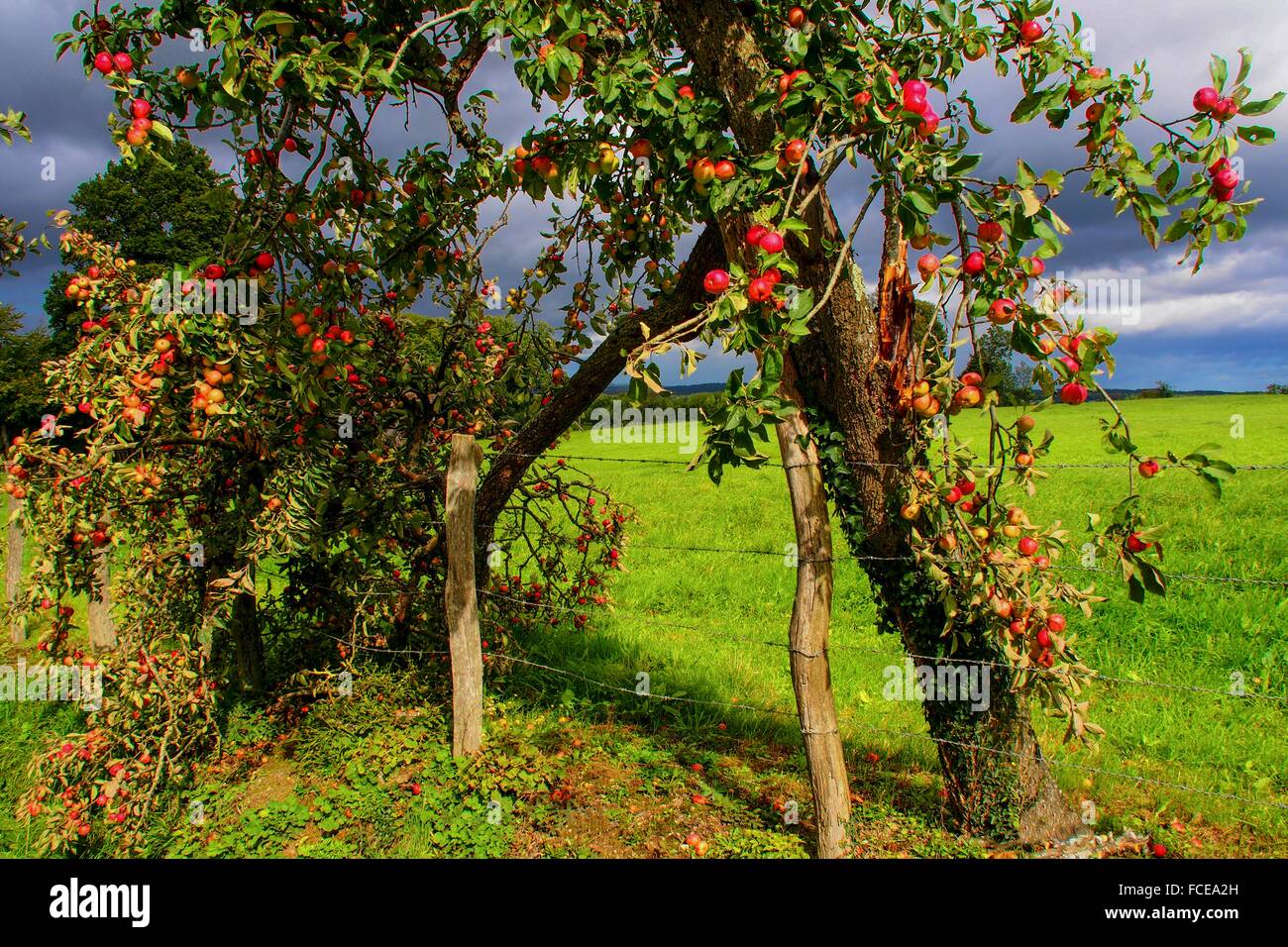 Orne its hi-res stock photography and images - Alamy