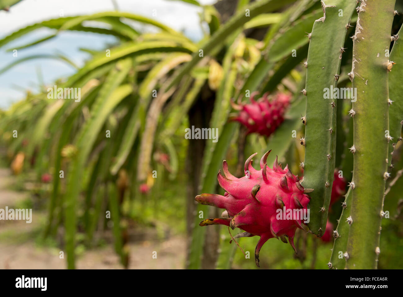 Plantage of red dragon fruit in Indonesia Stock Photo - Alamy